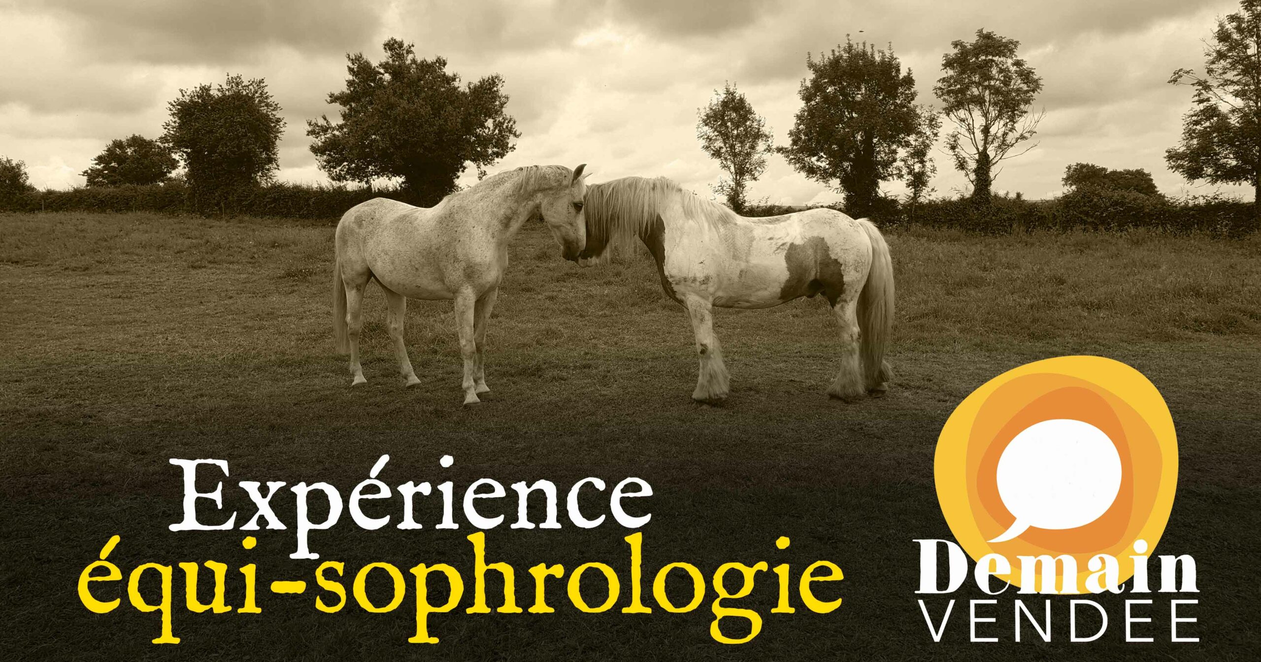 L'équi-sophrologie : récit d'une expérience vécue au plus près des chevaux